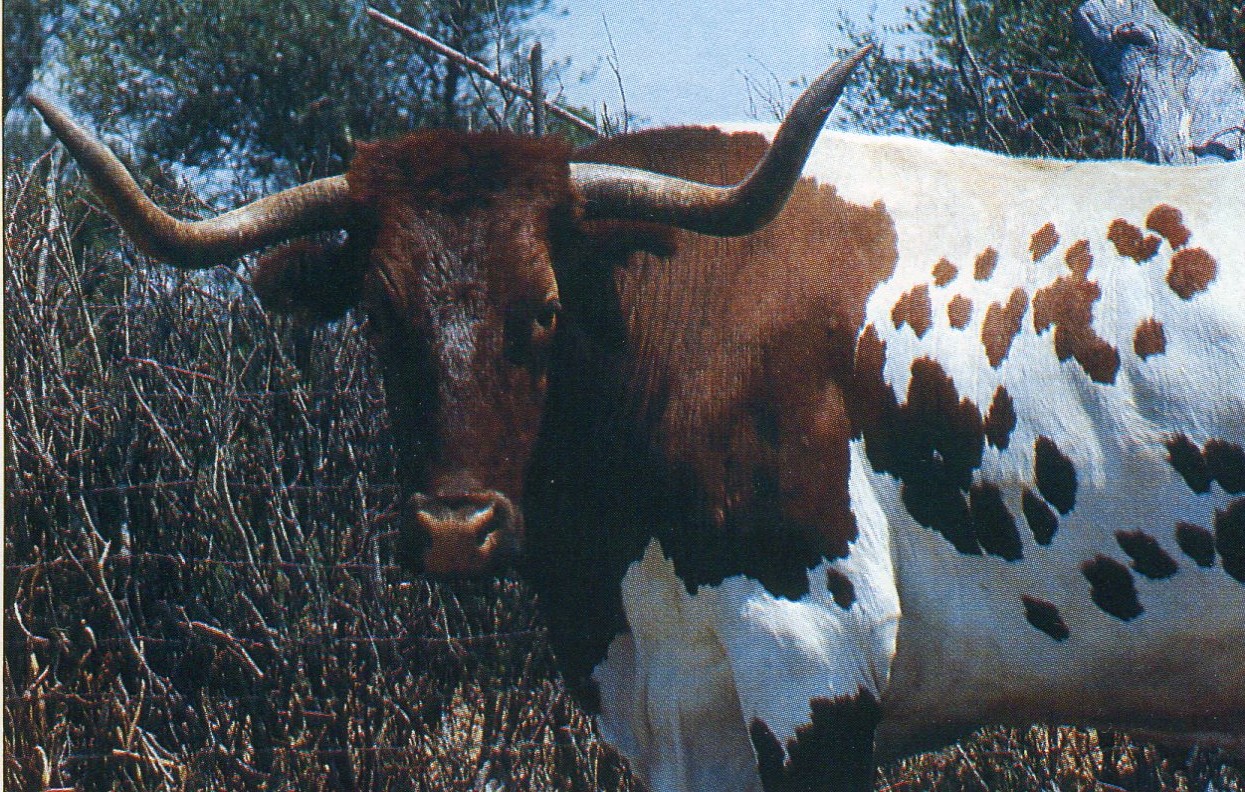 LOS COQUILLAS DE CIFUENTES: LOS CABESTROS