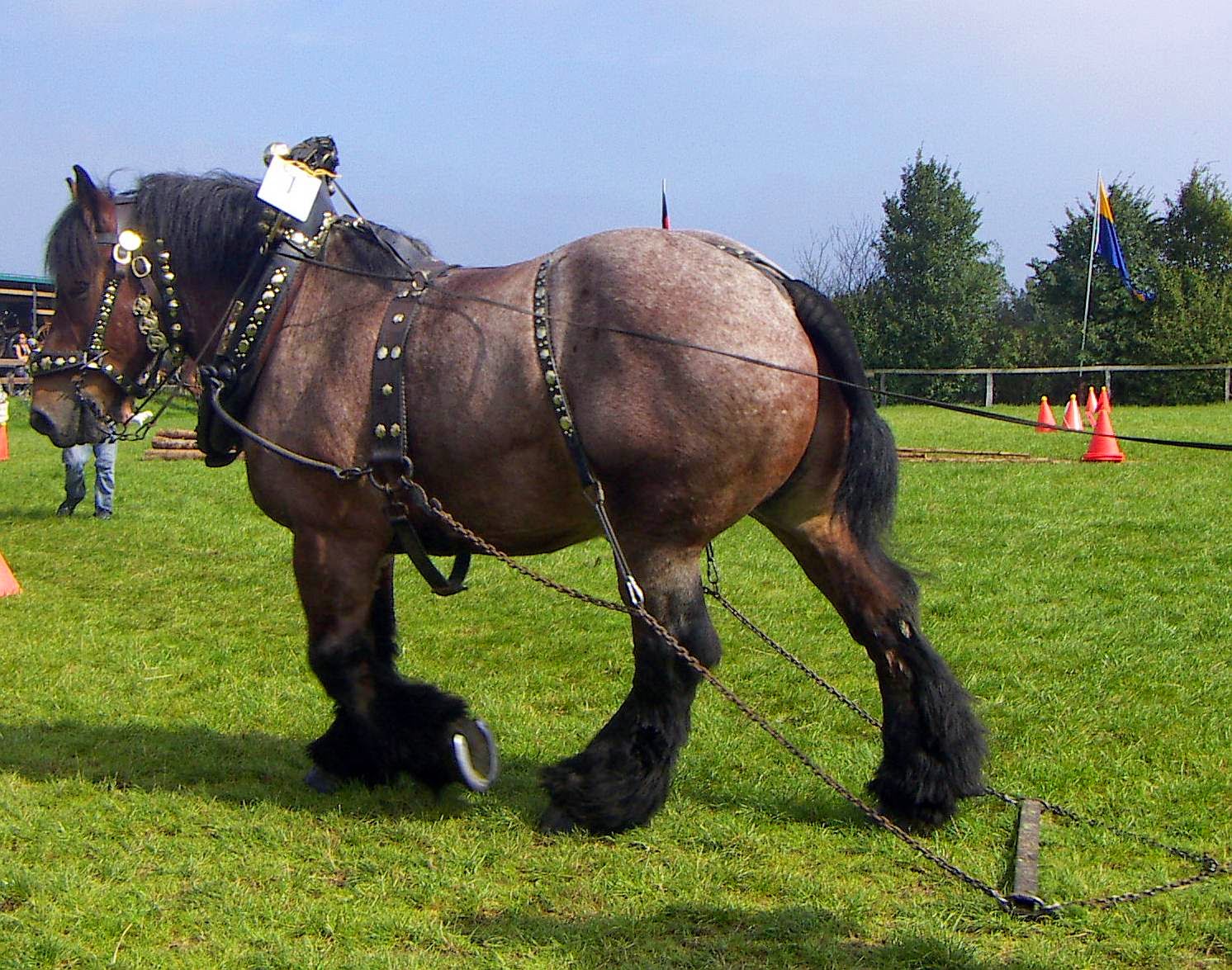 Blessi ngs--Life with an Icelandic Horse: Destriers vs Palfrey--Which ...