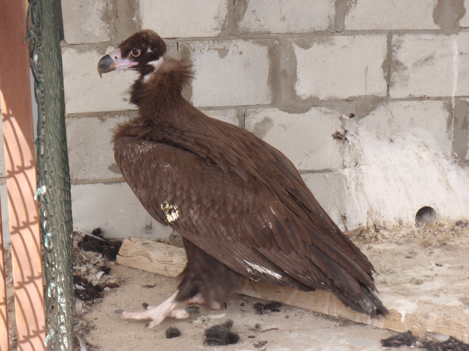 Athens Nature Journal: Kuwait Birding: Nature and culture experiences