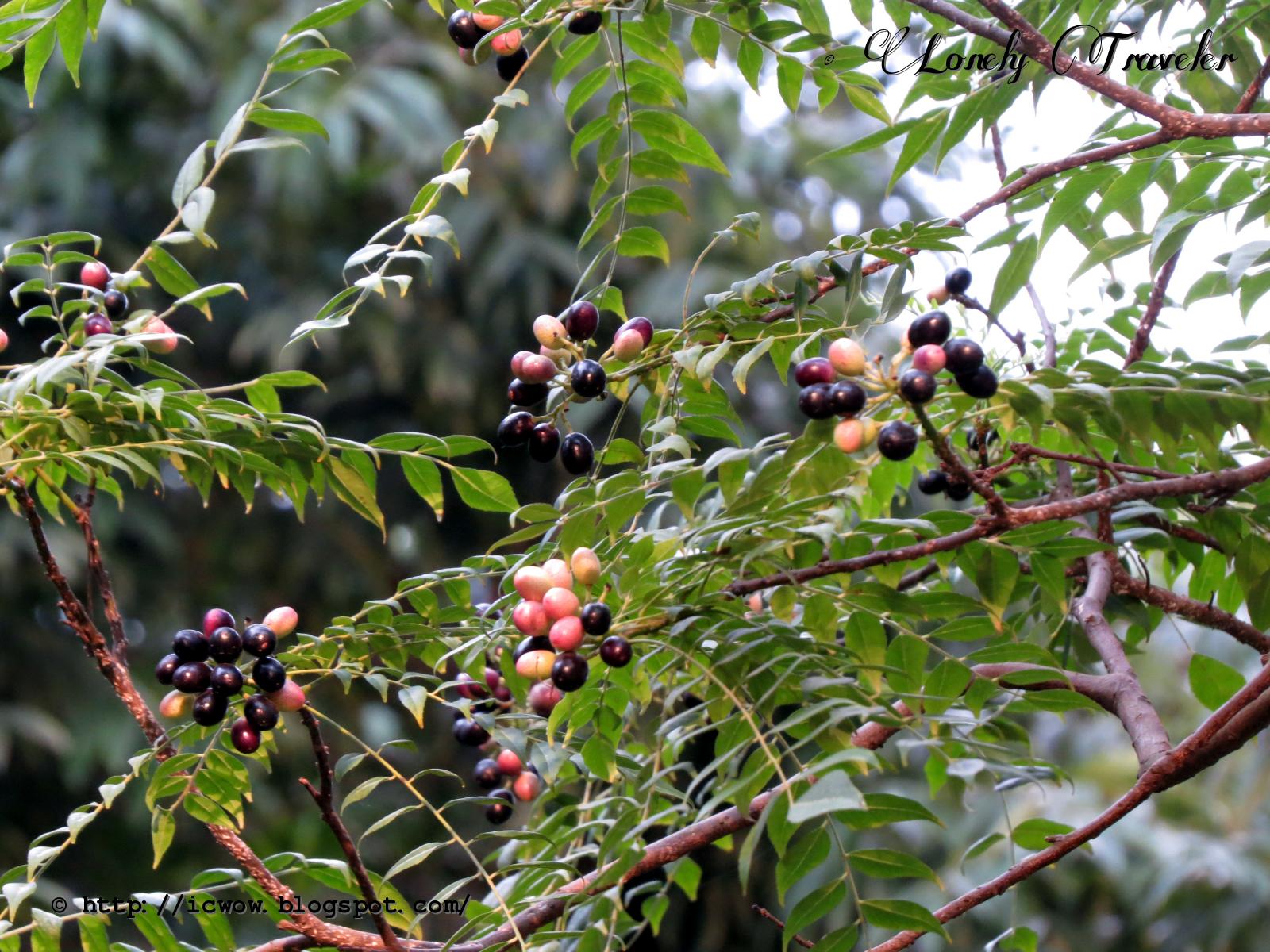 Curry leaf plant - Murraya koenigii