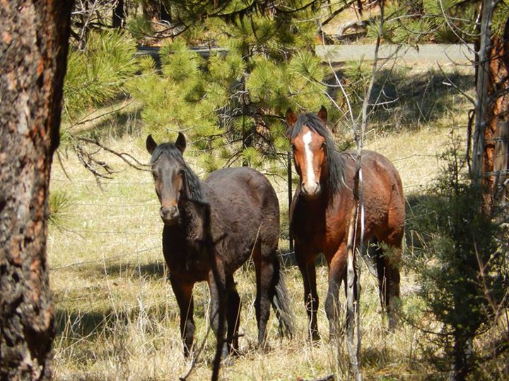Holly's Horse Tales and Trails: Close Encounters with Ochoco Mustangs ...