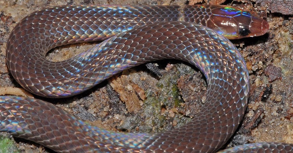 Ular Asli Indonesia: Pseudorabdion longiceps