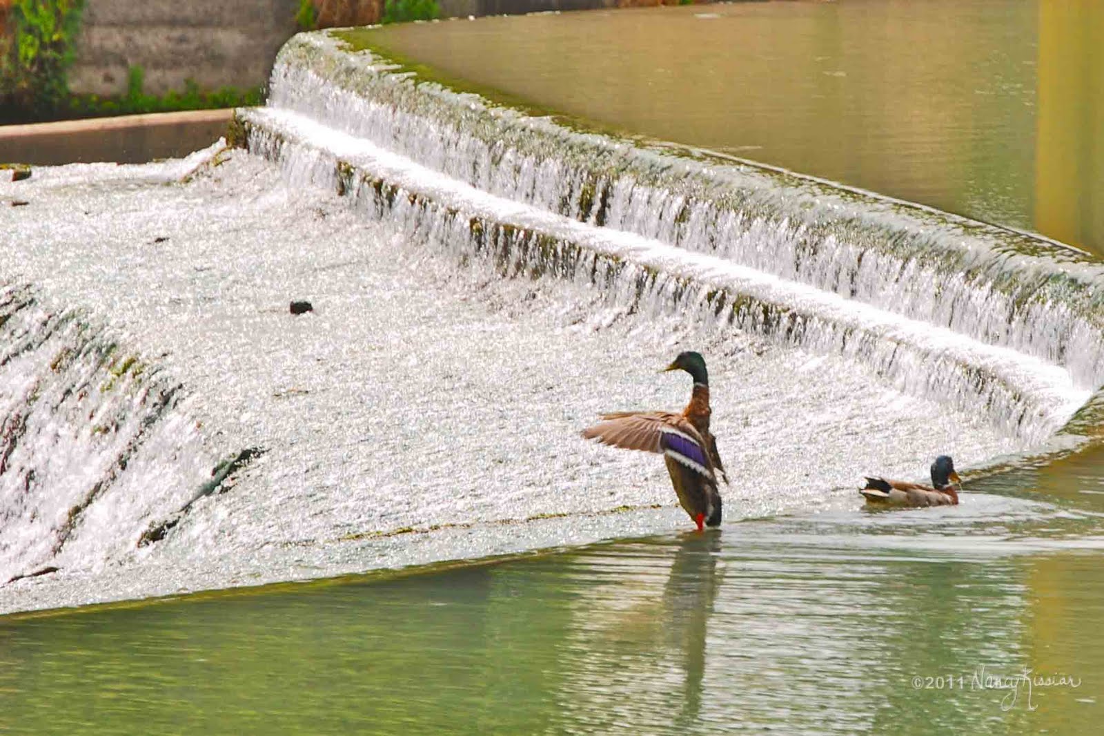 Wild About Texas: Seguin Landmarks...Saffold Dam