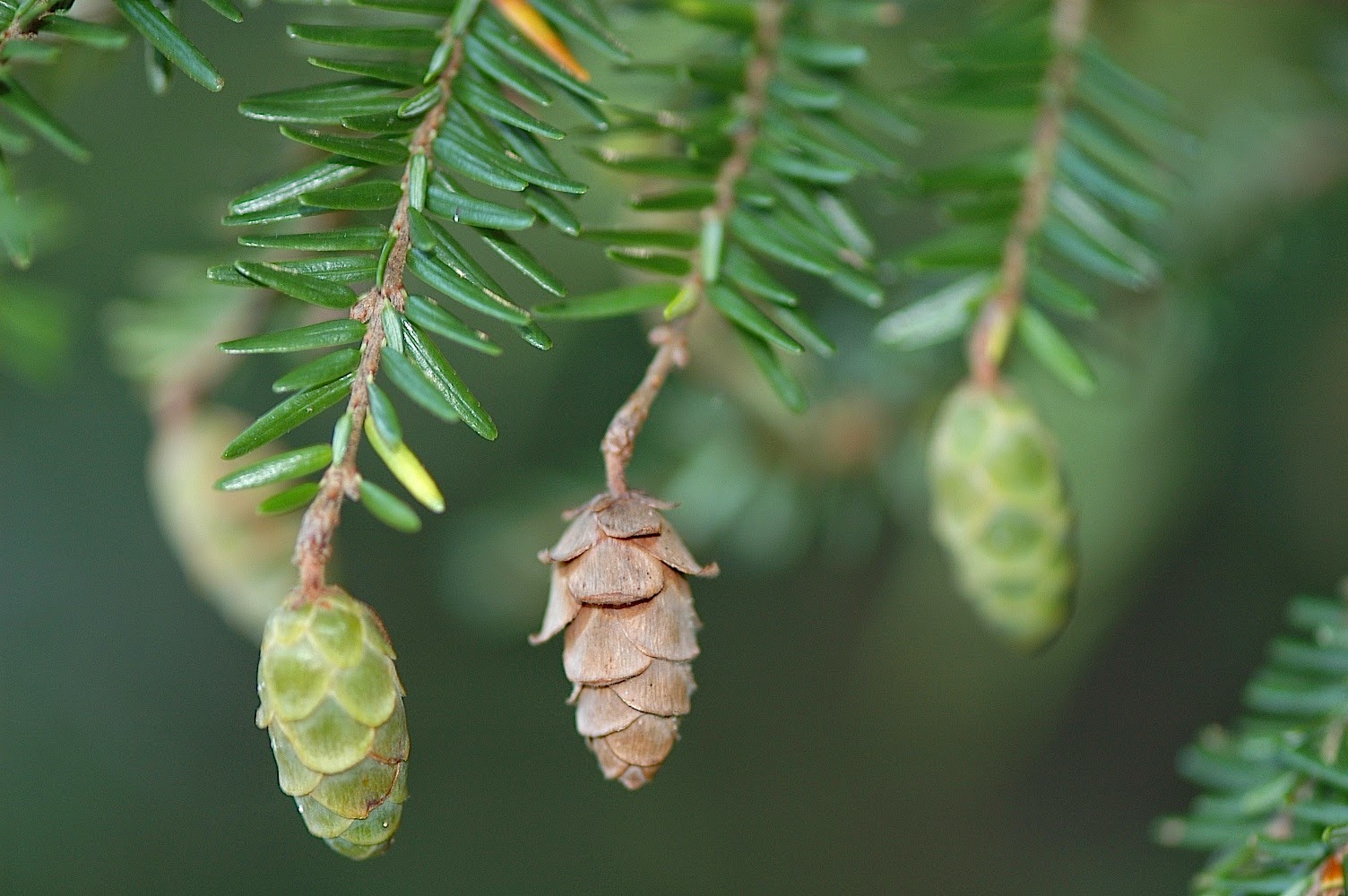 Field Biology in Southeastern Ohio: Pines of Ohio
