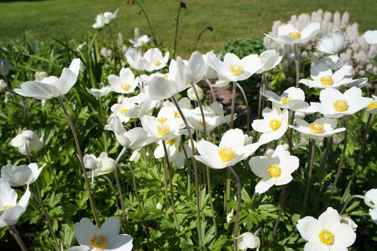 Vit och Pastell: Vita anemoner!