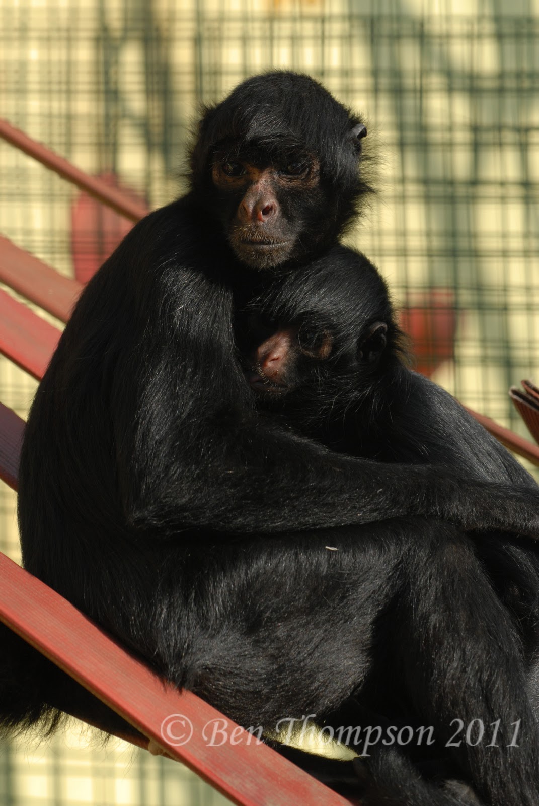 Isle of Wight Zoo Blog: Happy Mother's Day
