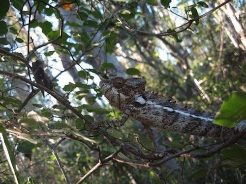 CAE: Animales con camuflajes sorprendentes