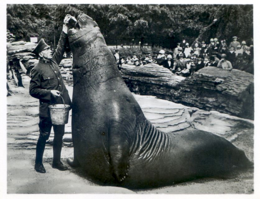 The Circus "NO SPIN ZONE": Goliath the Elephant Sea--1934 Hamburg to ...