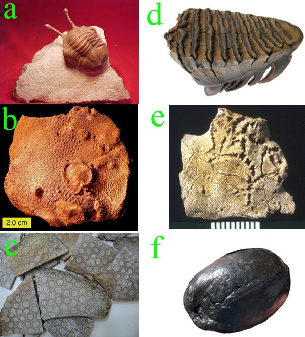 Muhammad Shultan Satria: Proses Fosilisasi Pada Makhluk Hidup
