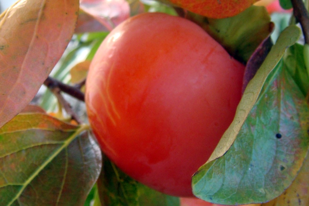 TRAVANCAS DA RAIA: Diospireiro com cores do outono