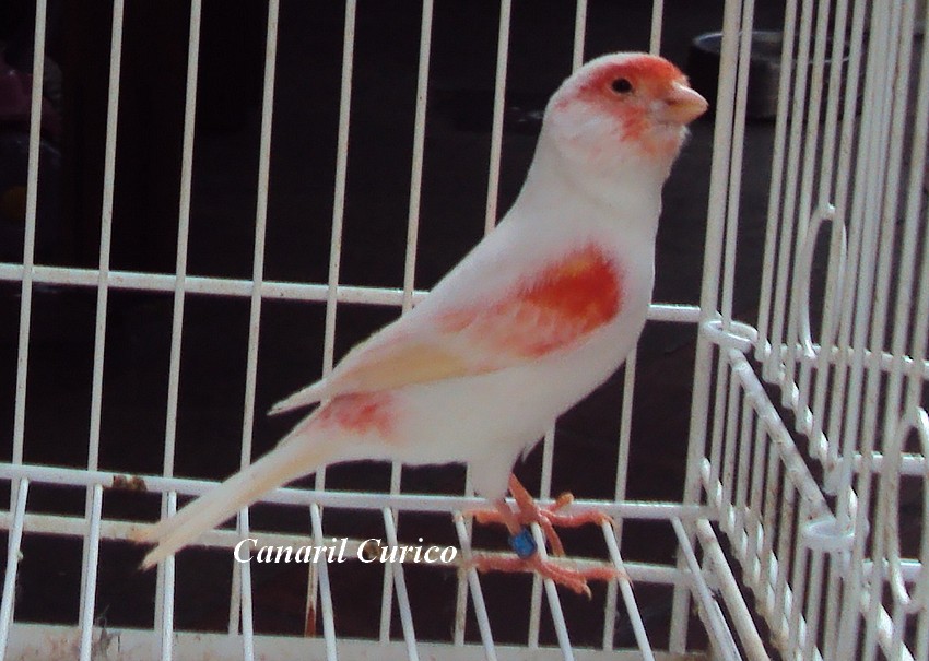Canaril Curico - Canário de Cor: Vermelho Mosaico