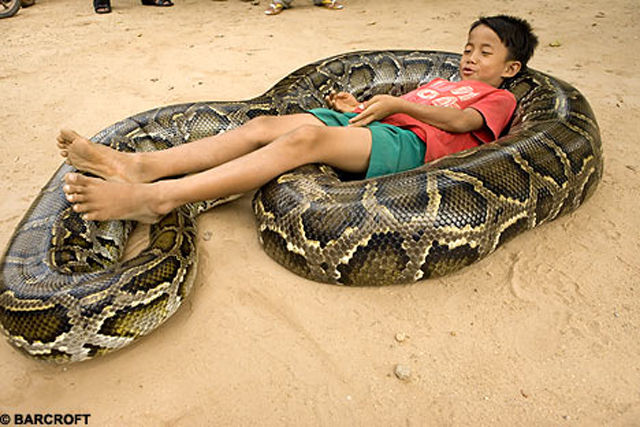 Funny Cool Pictures: 16-Foot Python Little Boy’s Best Friend