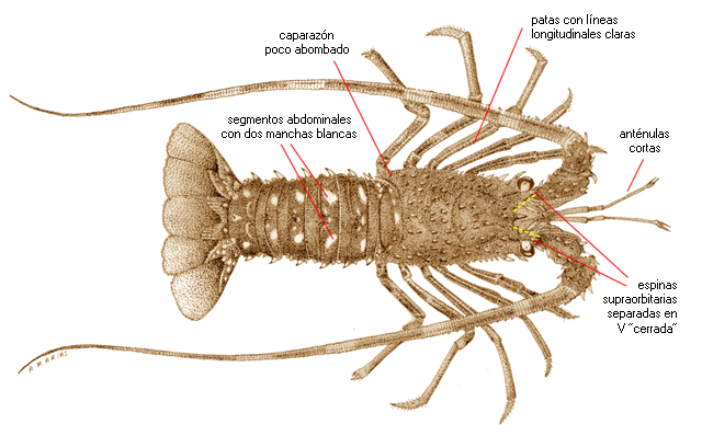 Especies marinas de interes bromatologico: Palinurus elephas (Fabricius ...