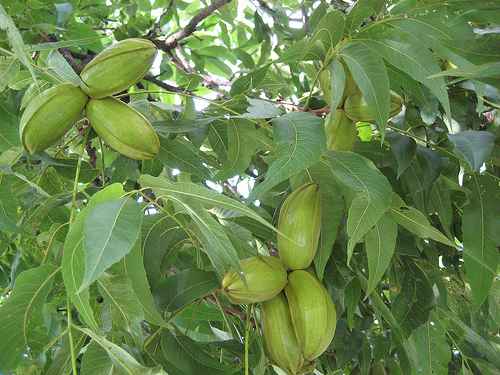 DIÁRIO COM A NATUREZA: 08 DE JULHO - NOZ PECÃ - FRUTO - SEMENTE - FLOR ...
