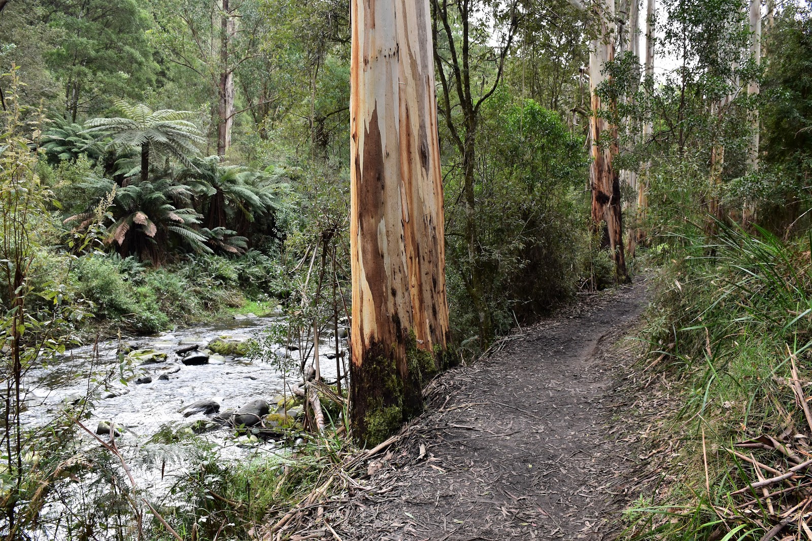 Goin' Feral One Day At A Time: Stevensons Falls, Otway Forest Park ...