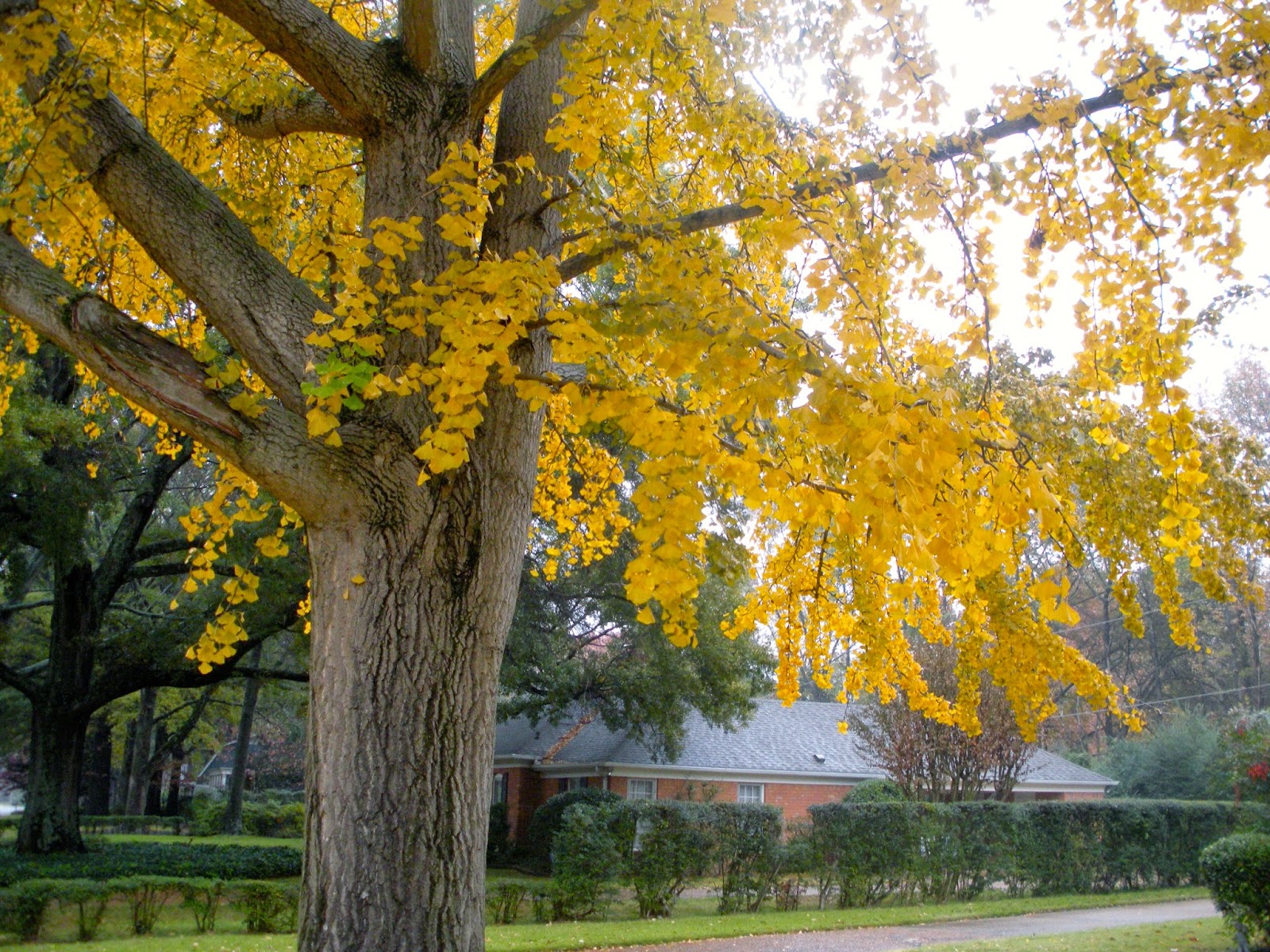 Memphis Trees: February 2015