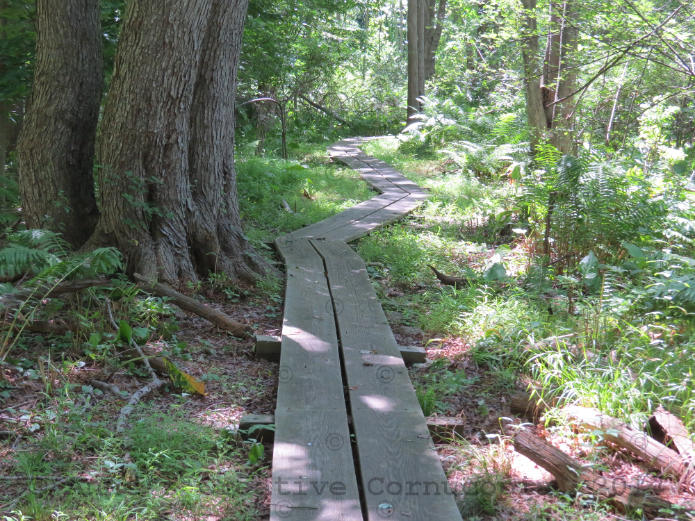 Anne's Creative Cornucopia: Wood Plank Path In Forest - Photograph