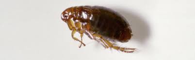 The Flea Life Cycle | Wiki Fleas