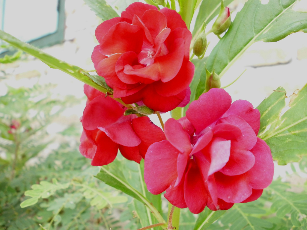 Ingatkah Masa Kita Kecil Dulu Dengan Bunga Pacar Air Yang Mempercantik ...