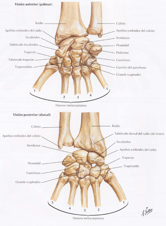 Osteología Miembro Superior - Kinesiología para Estudiantes