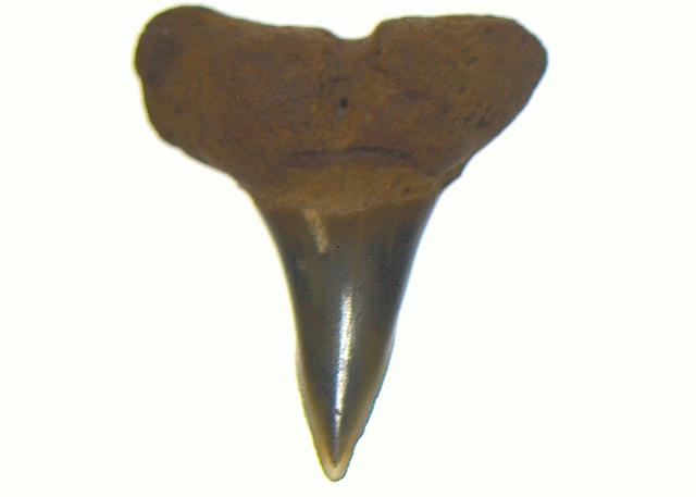 Mapping South Texas Banks