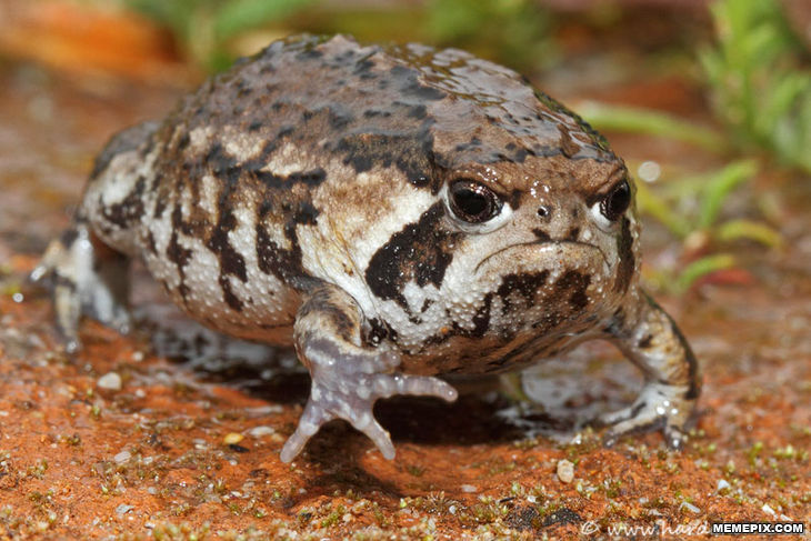 Cutest Toad