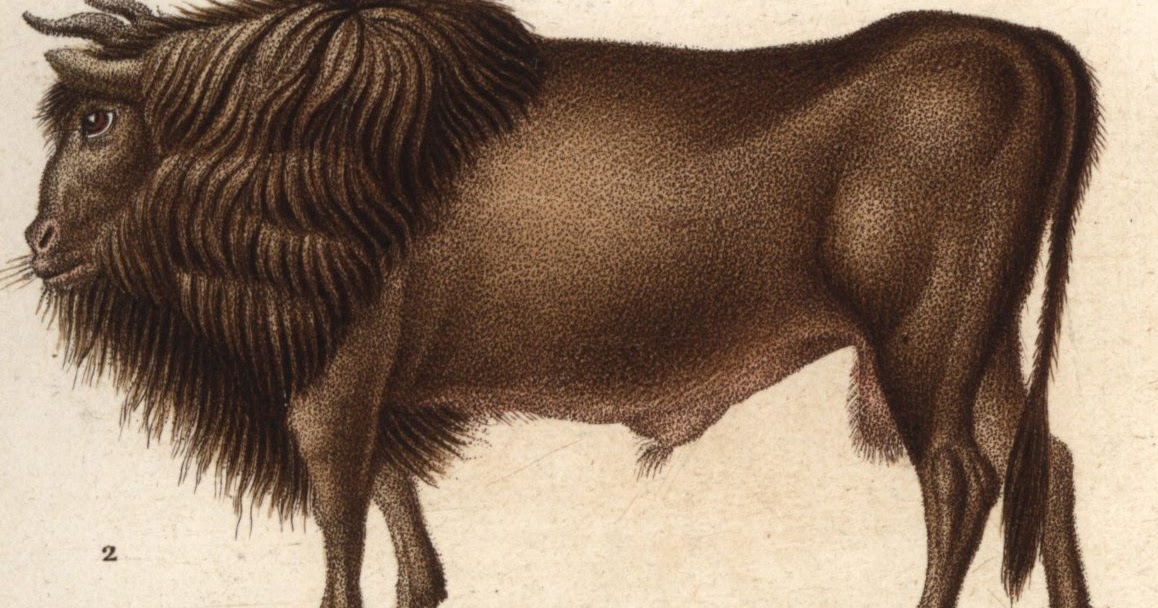 Brothers find 5,000-year-old horn from a long extinct Aurochs | My ...