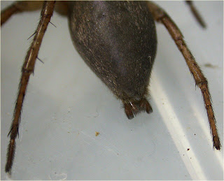 Arachnerds: Stone Spiders - Drassodes sp.
