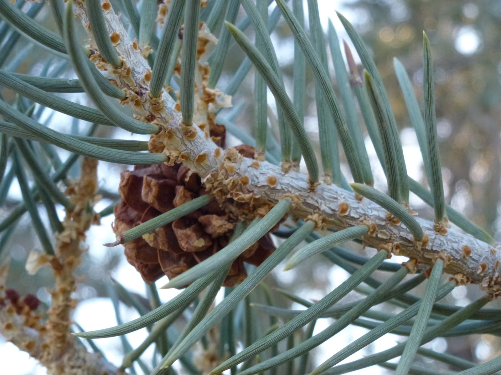Wild Harvests: Death Valley