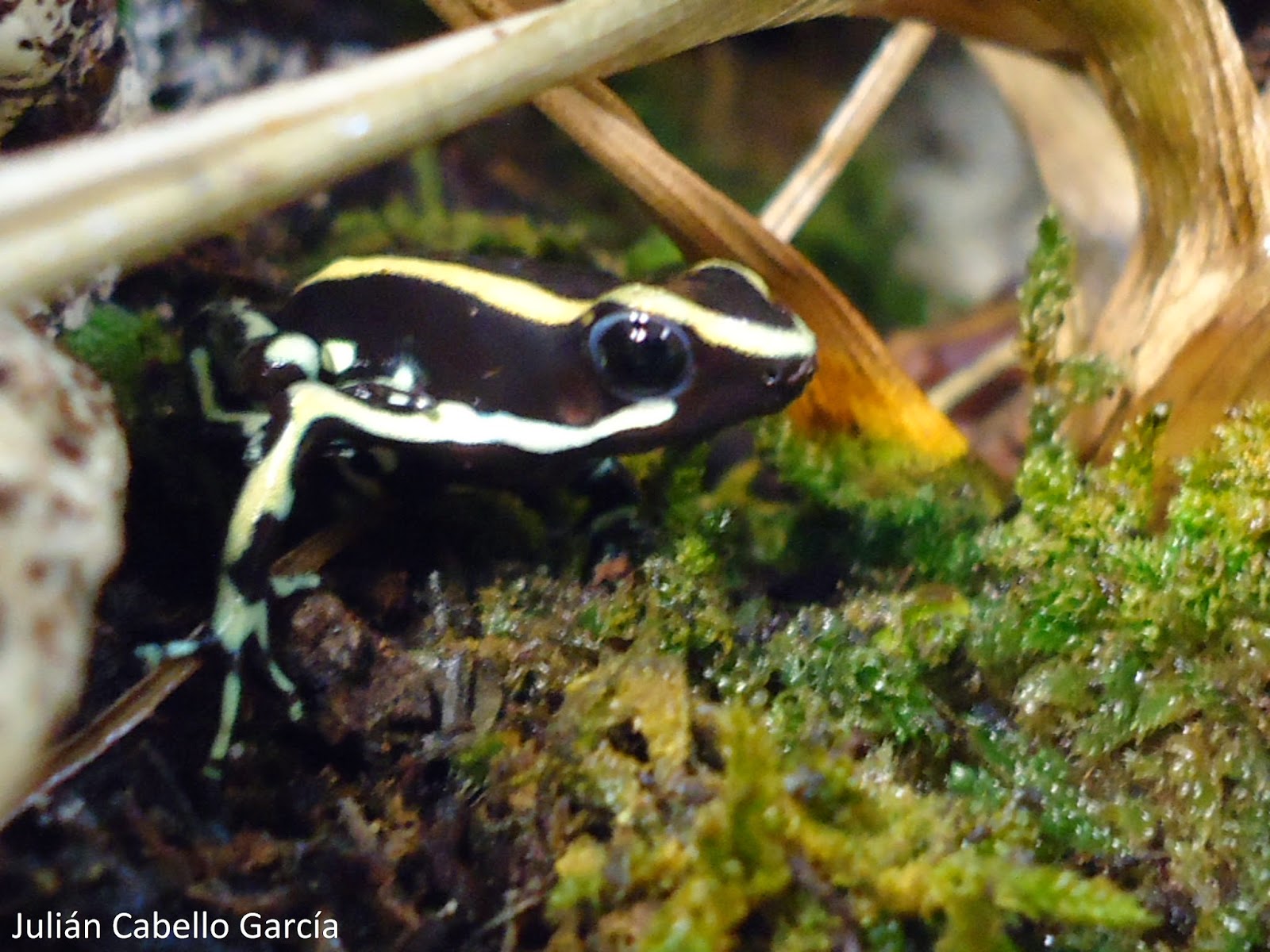 Dendroland: Diario de una Truncatus (Dendrobates Truncatus "Nilo")