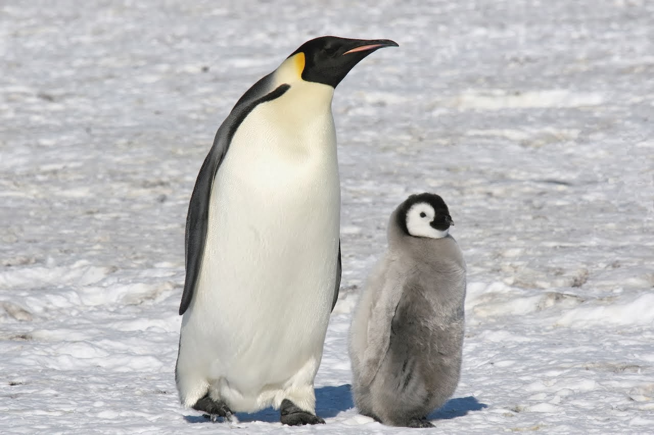 Geração Polar Portugal: Feliz Dia do Pai, Pinguim Imperador