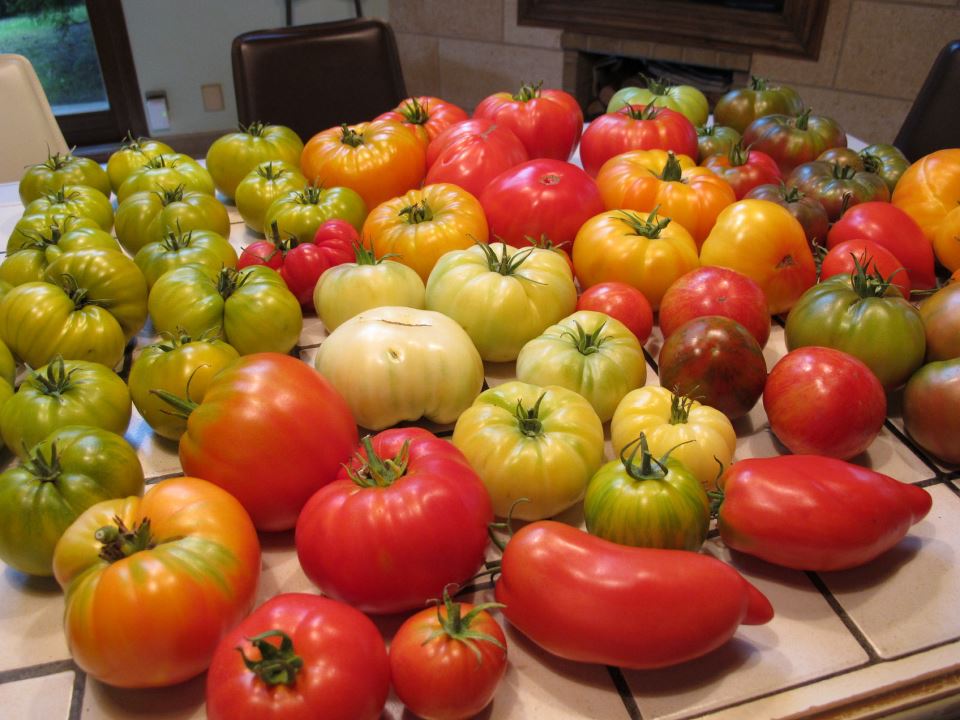 Tomato Addict: Free shipping until October 1st.