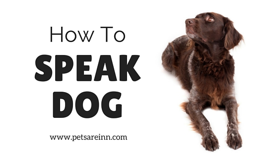 How Dogs Communicate