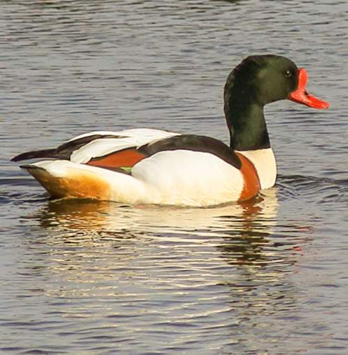Common shelduck images | Birds of India | Bird World