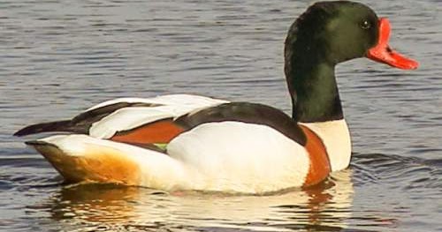 Common shelduck images | Birds of India | Bird World