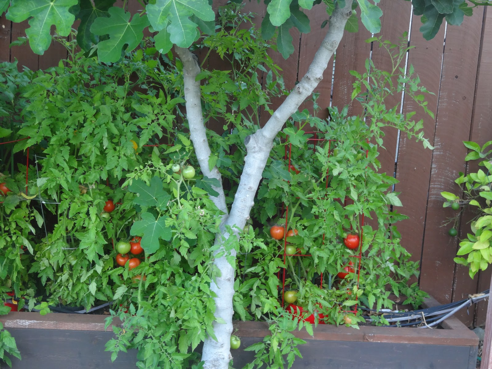 The Scientific Gardener: Sam's Garden