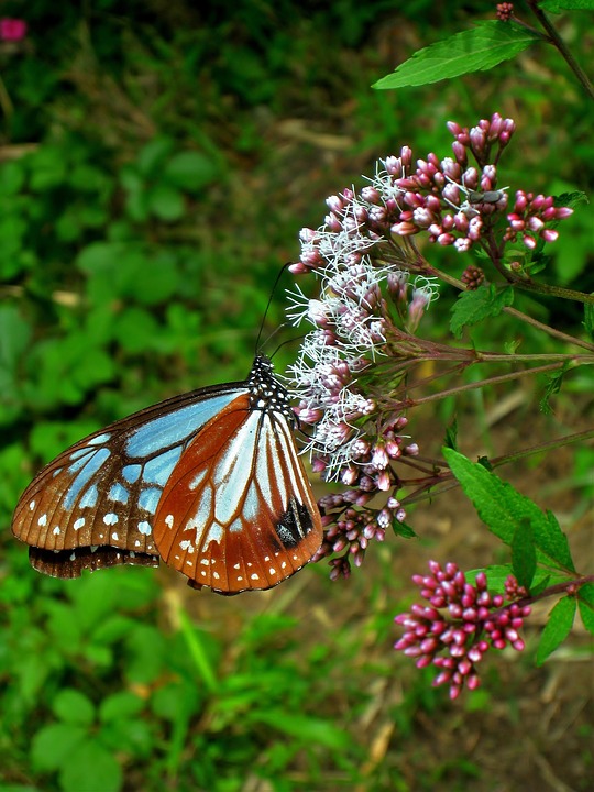 Garden Therapy: Beautiful Butterflies