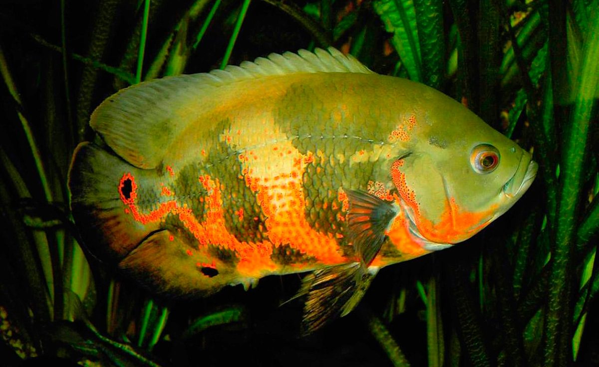 Pez Óscar - Astronotus ocellatus - Acuaria