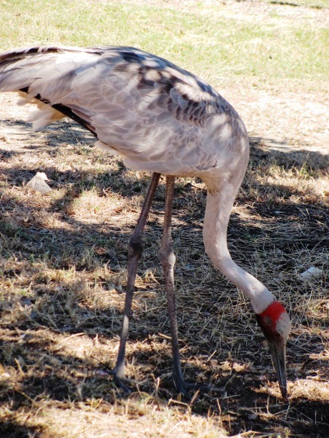 Robbiebago Adventures: Walker's Creek, Normanton & Karumba