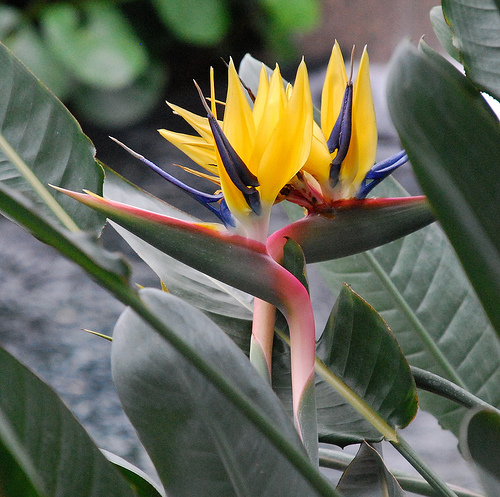 STRELITZIA photos - wallpapers | the fun bank