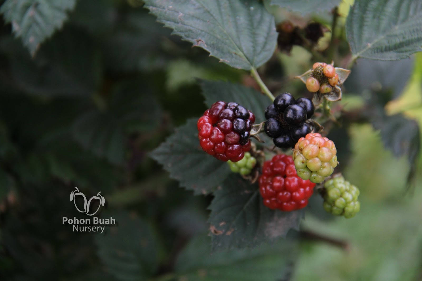 PBN: Blackberry