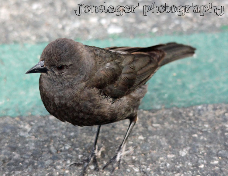 Northern Illinois Birder: Brewer's Blackbird - Western Birds