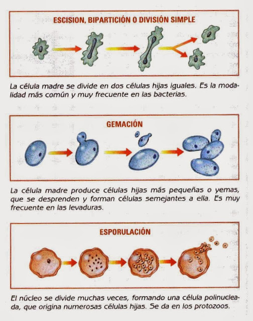 EXPLOREMOS EN LA GENETICA: REINO PROTISTA