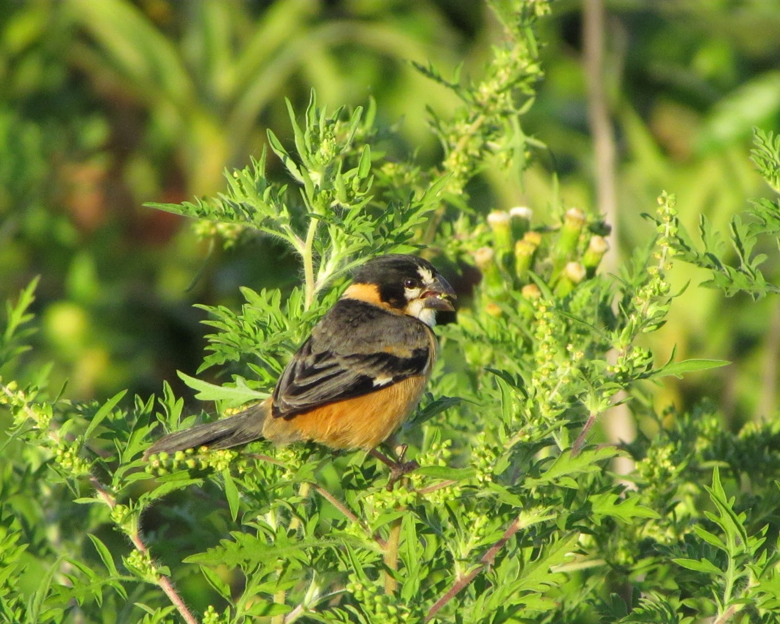 Vitinho Birdwatching Guide: Papa Capim