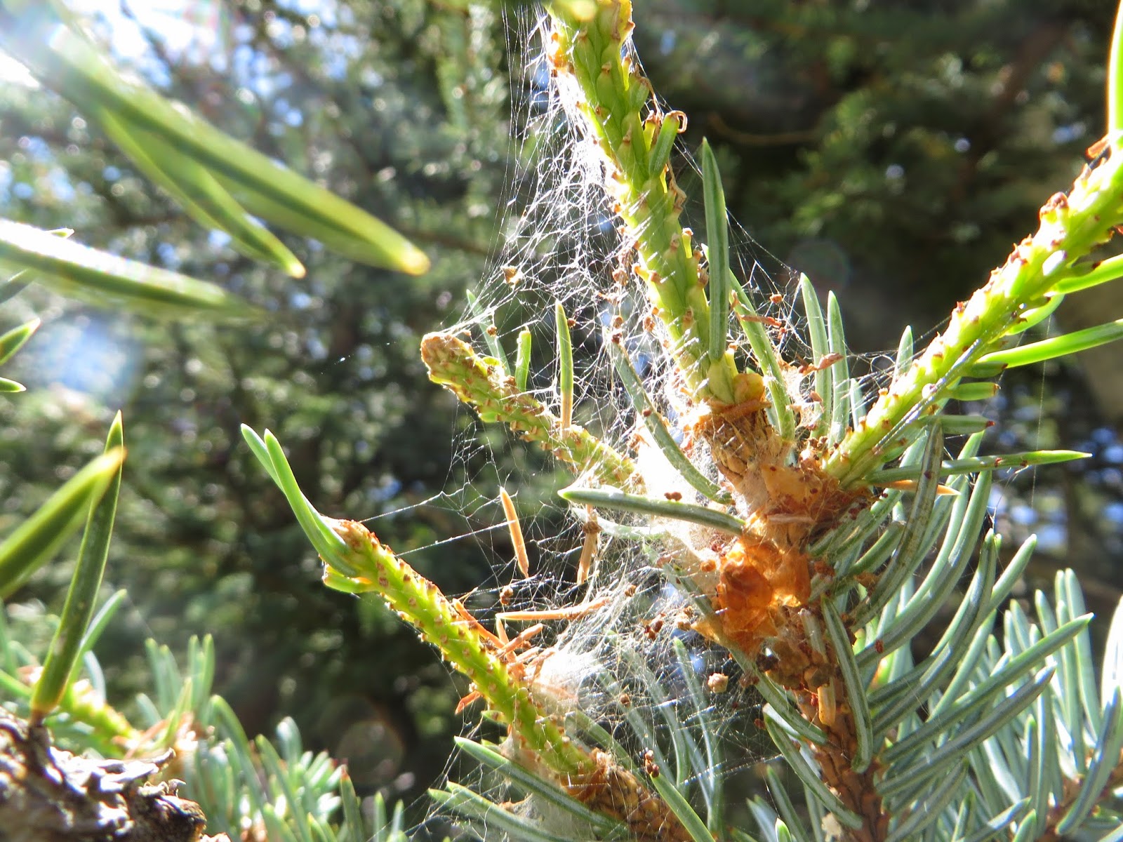 CO-Horts: Western Spruce Budworm Outbreak Potential