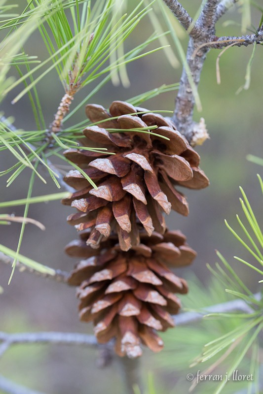 Flora de la Ribera d'Ebre: Pi blanc
