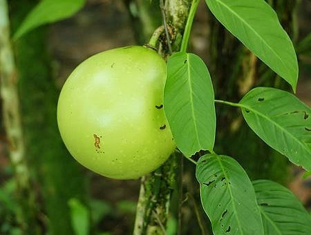 15 Khasiat Buah Berenuk Untuk Kesehatan | Khasiat
