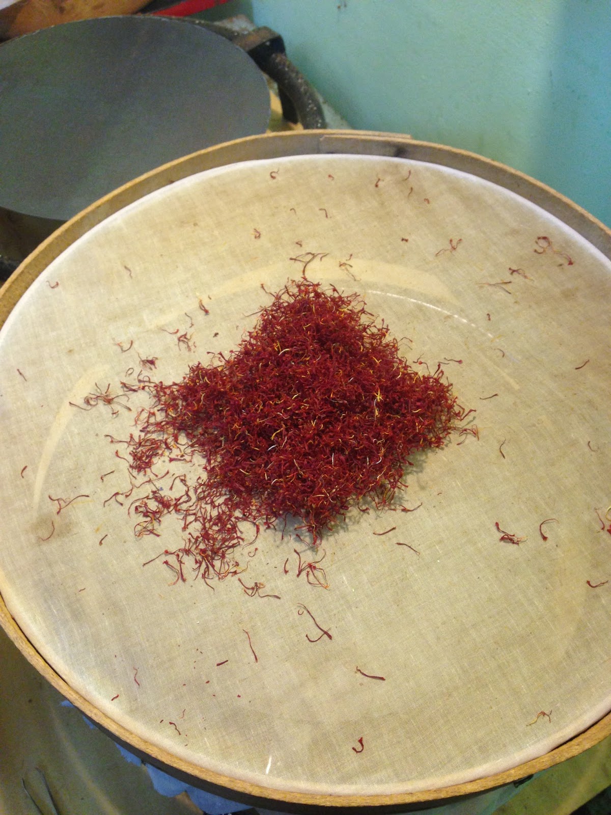 Pequeña hormiguita: Descubriendo el azafrán