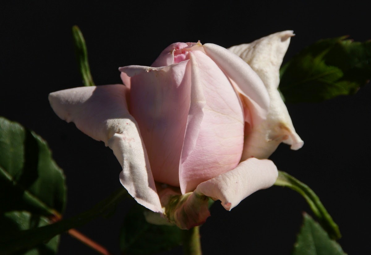 Organic Garden Dreams: February Roses