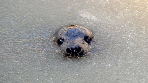Filhote de foca em estação de reprodução em Friedrichskoog, Alemanha